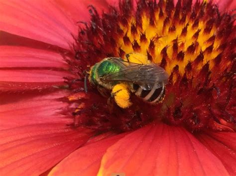 Agapostemon Virescens On Gaillardia In My Garden Insects Bee Animals