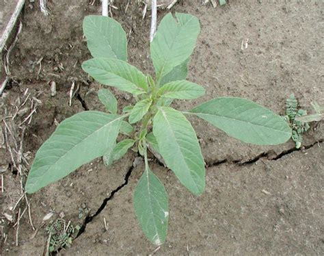 Weed Id W Pics Flashcards Quizlet