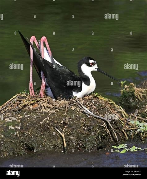 Black Necked Stilt Himantopus Mexicanus Male Brooding Eggs Florida