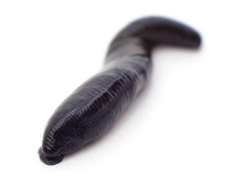 How Big Is A Leech