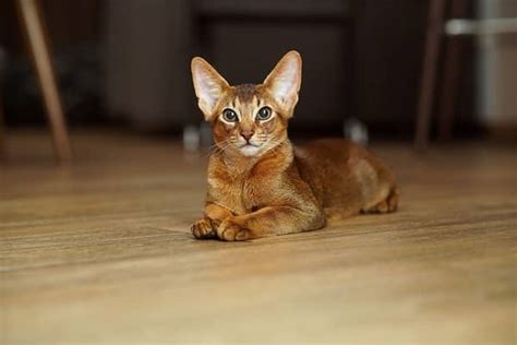 8 Great Multi Colored Cat Breeds
