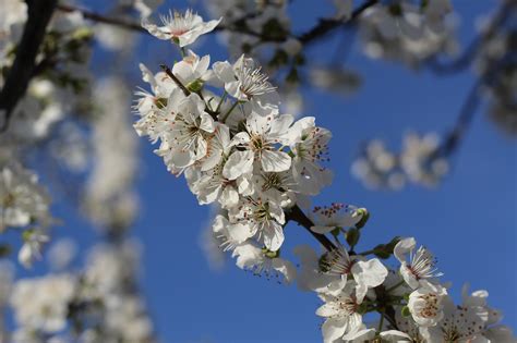 하얀색 꽃들 꽃 Pixabay의 무료 사진 Pixabay