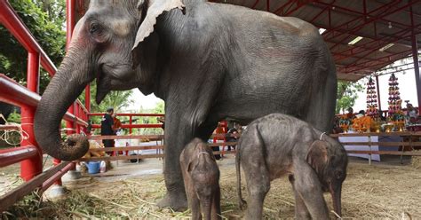 Rare Twin Elephants In Thailand Receive Monks Blessings A Week After