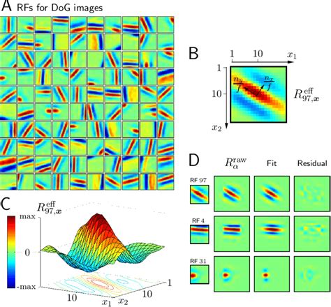 Rfs Of The Model Column If Natural Images Are Used As Input A Download Scientific Diagram