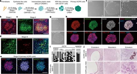 Generation Of Hcips Cells Using Small Molecules A Schematic Of Download Scientific Diagram
