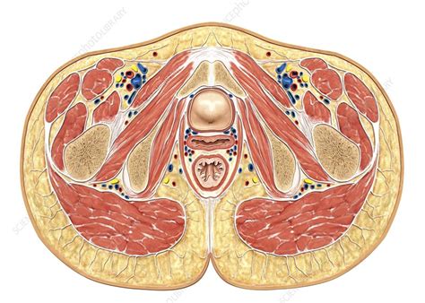 Muscles Of Pelvis Floor Cross Section Stock Image C020 0441