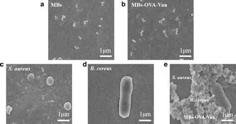Characterization Of Bacteria Capture A SEM Image Of MBs B SEM Image Download Scientific