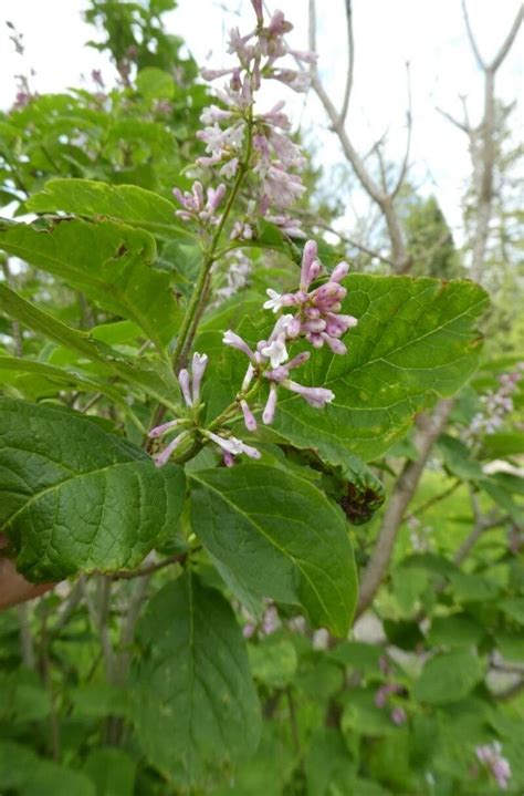 How To Grow Syringa Josikaea Earthone