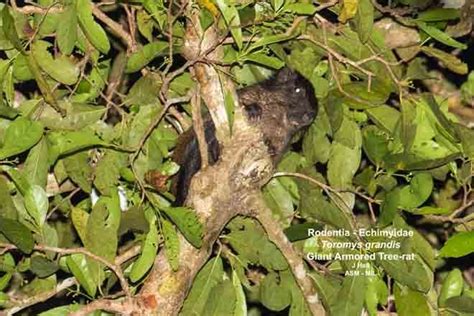 Toromys Grandis 6196 American Society Of Mammalogists
