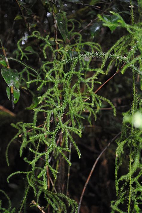 Lycopodium Clavatum Sensu Lato Ferns And Lycophytes Of The World
