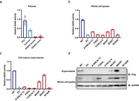 Ada2 Activity Of Novel Ada2 Variants Measured In Patients And Cell