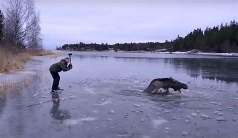 Watching This Woman Save A Moose Trapped In Ice Will Make You Feel Good