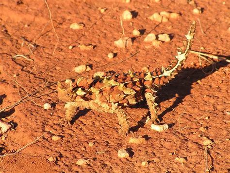 Thorny Devil Lizard Habitat
