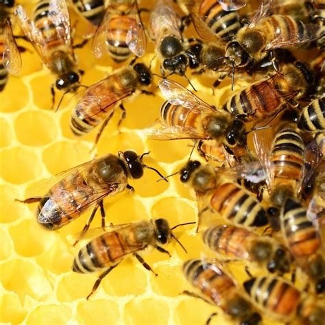 Unbeelievable Honey