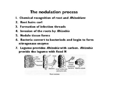 Nitrogen Metabolism Ppt