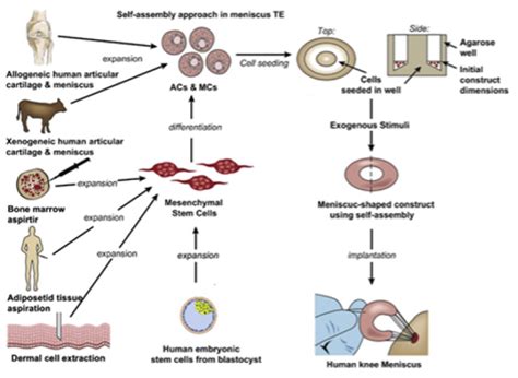 Maples Scientific Publisher Open Access Journals Peer Reviewed