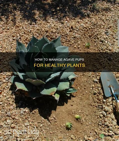 How To Manage Agave Pups For Healthy Plants Shuncy