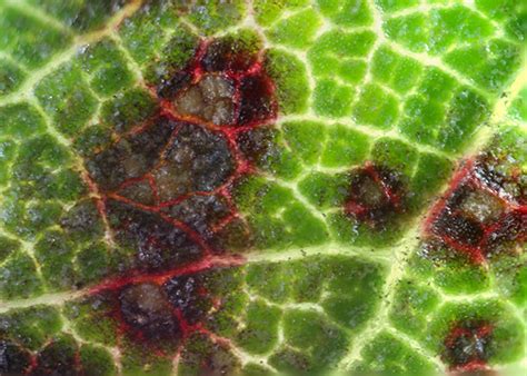 Nature Photography By Dragiša Sa