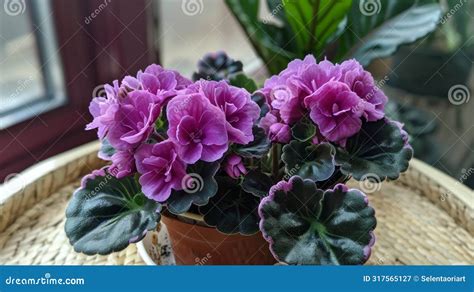 Propagating African Violets From Leaf Cuttings Stock Image