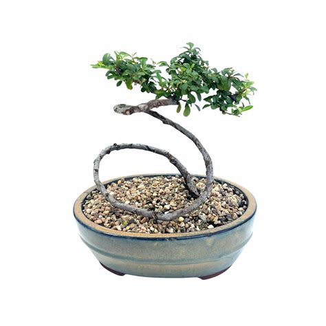 Cotoneaster Bonsai 2016 Bonsai At The Bay