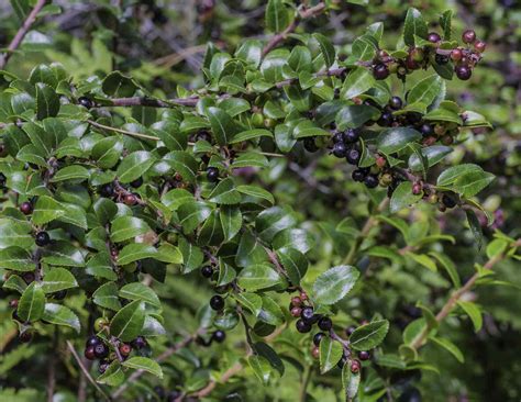 How To Grow And Care For Huckleberry