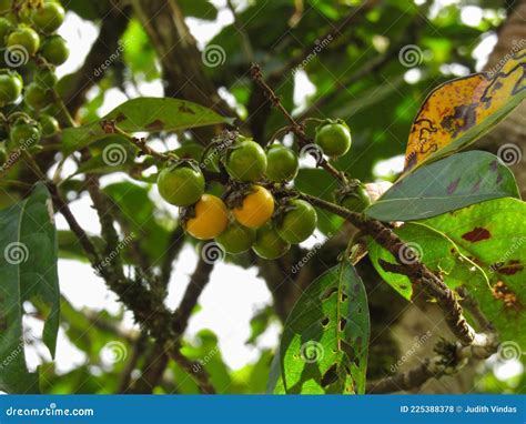 árbol De Nance Byrsonima Crassifolia Foto De Archivo Imagen De Color