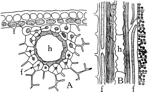 Leaf Resin Duct Clipart Etc