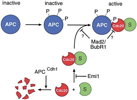 The Anaphase Promoting Complex Molecular Cell