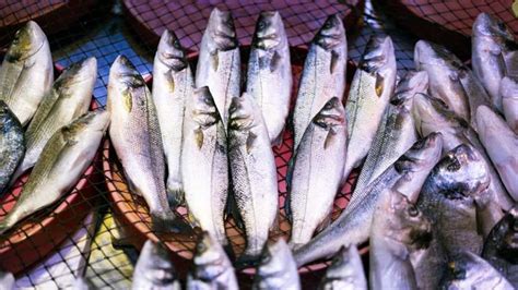 En Güçlü Omega 3 Kaynağı Alzheimerın Doğal Ilacı Hafızayı çakı Gibi