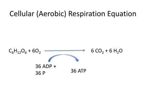 Aerobic Respiration Equation Explained At Han Schmitt Blog