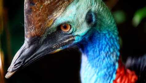 Cassowary Eggs
