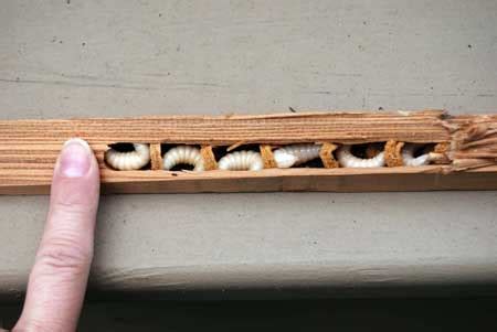 Carpenter Bees Wreaking Havoc In Ann Arbor Msu Extension