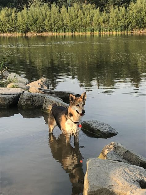 Is She A Coydog Rcoydog