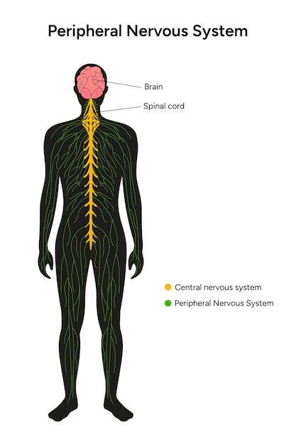 Premium Vector Peripheral Nervous System In Vector