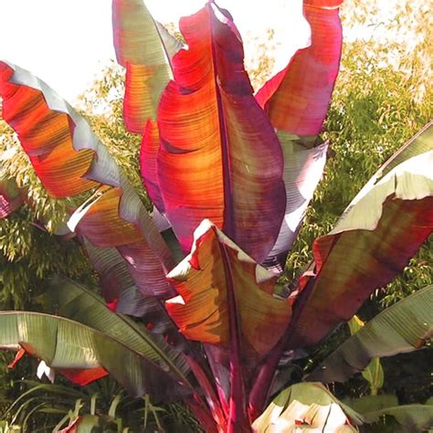Red Banana Tree Ensete Ventricosum ‘maurelii Care Guide