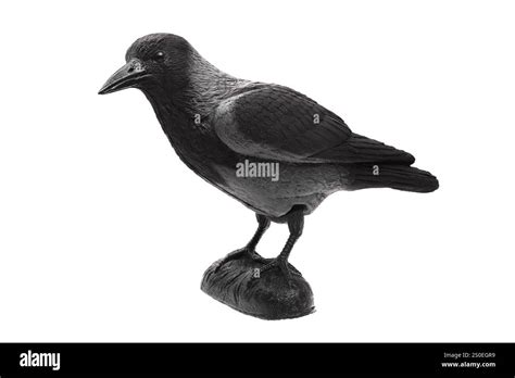 A Realistic Black Crow Statue Standing On A Rock Detailed Feathers And A Realistic Black Crow Statue Standing On A Rock Detailed Feathers And