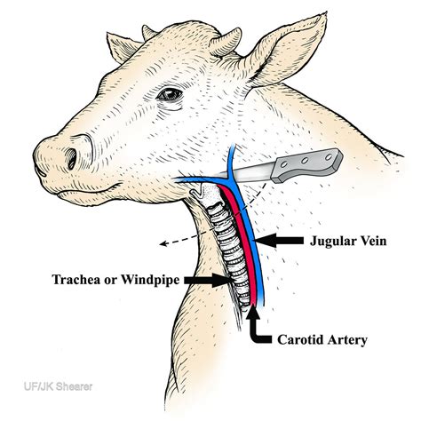 Approved Methods Of Euthanasia In Calves Calfcare Ca