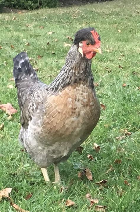Cream Legbar Chickens Cream Legbar For Sale