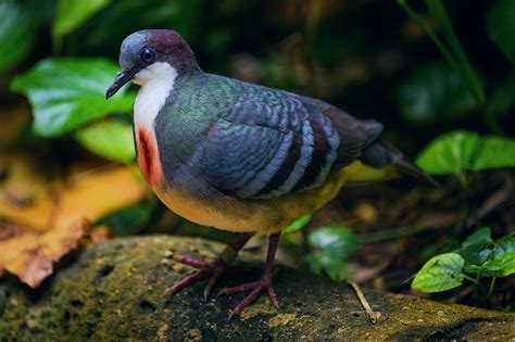 Have A Heart For Jurong Bird Parks Highly Threatened Bleeding Heart Doves