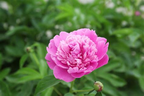 Premium Photo Beautiful Peony Flower In Garden Closeup