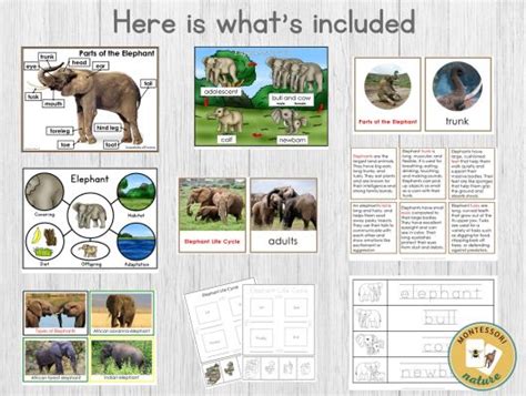 Parts Of An Elephant Life Cycle Activities Montessori Nature