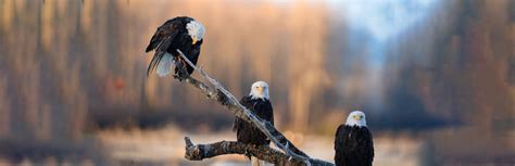 Karthik Subramanium Indian Origin Wins Picture Of The Year Award