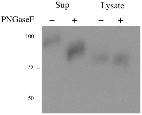 Production Of Ng29 Nusa Fusion Protein Hek 293t Cells Were Transfected