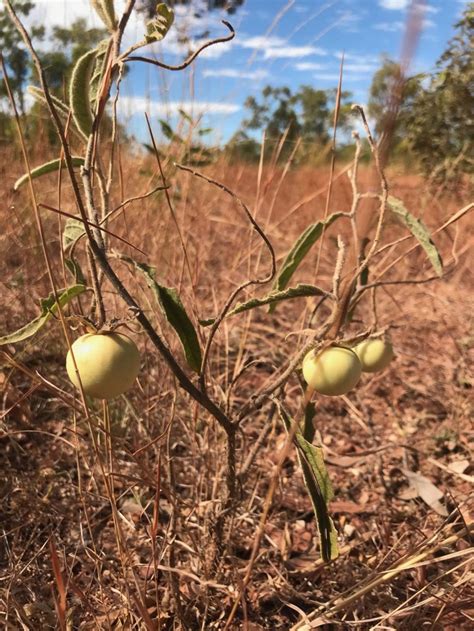 What Sex Is This Tomato Plant It Depends On When You Ask