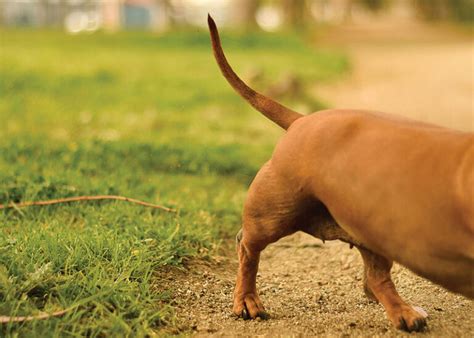 Updates On Intervertebral Disc Extrusion Ivde Veterinary Medicine