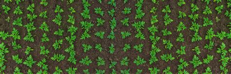 The Use Of Algae As Fertilizer Best Option For Sustainability