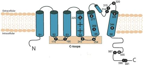 Genotype And Sex Specific Qt Rr Relationship In The Type 1 Long Qt