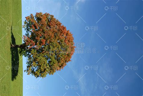 巴伐利亚高清图片 秋树2 秋树2图片免费下载 5116949391 千图网pro