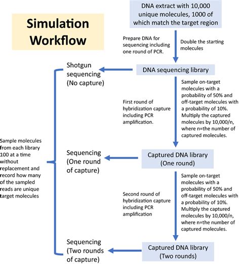 Schematic Of The Simulation Steps When The Proportional Target Size Is