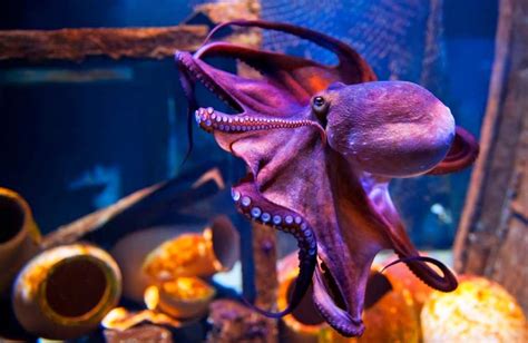 Exploring Problem Solving Skills Through The Octopus Mind West Coast